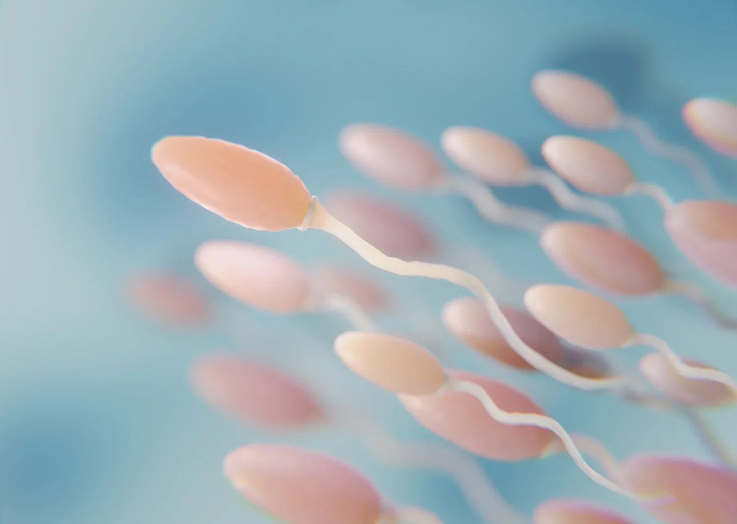 Follicle Stimulating Hormone What It Is And Function
