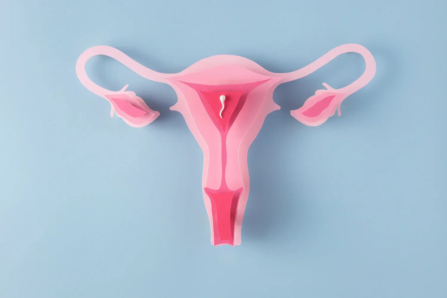 Female Reproductive System: A Journey through the Inner Harmony